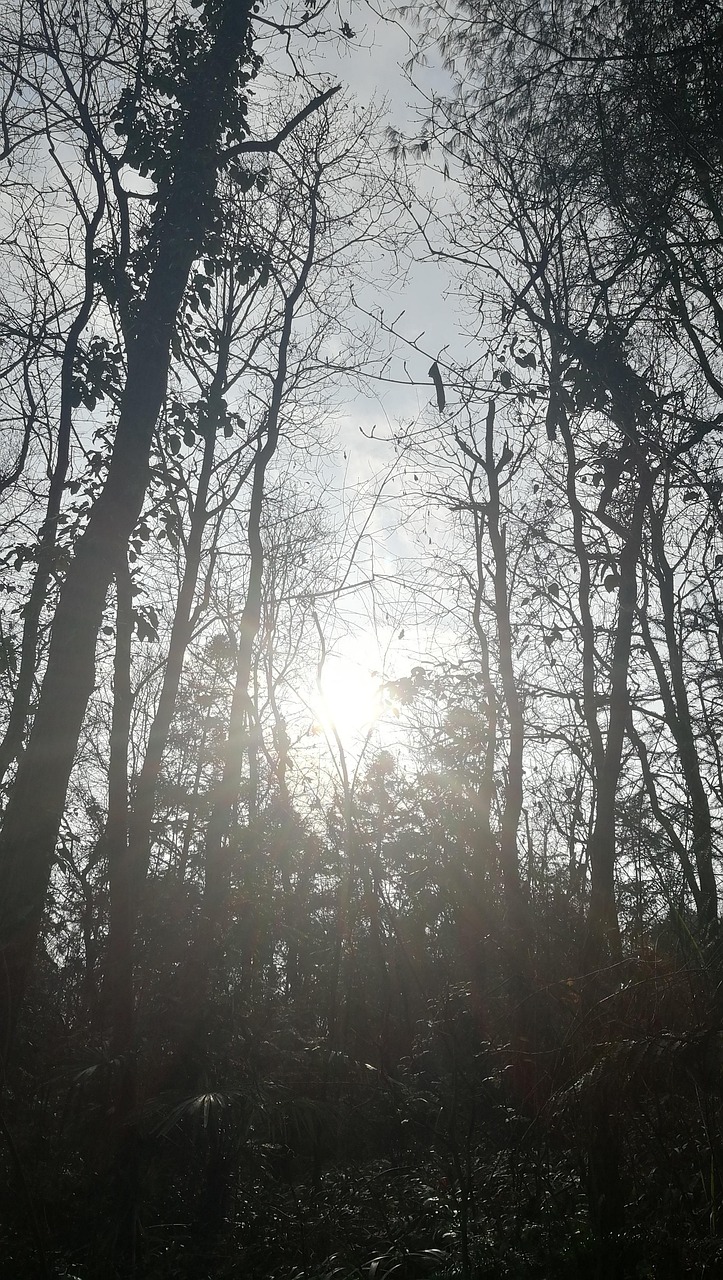 Tarde En El Bosque Brillo - Foto gratis en Pixabay - Pixabay