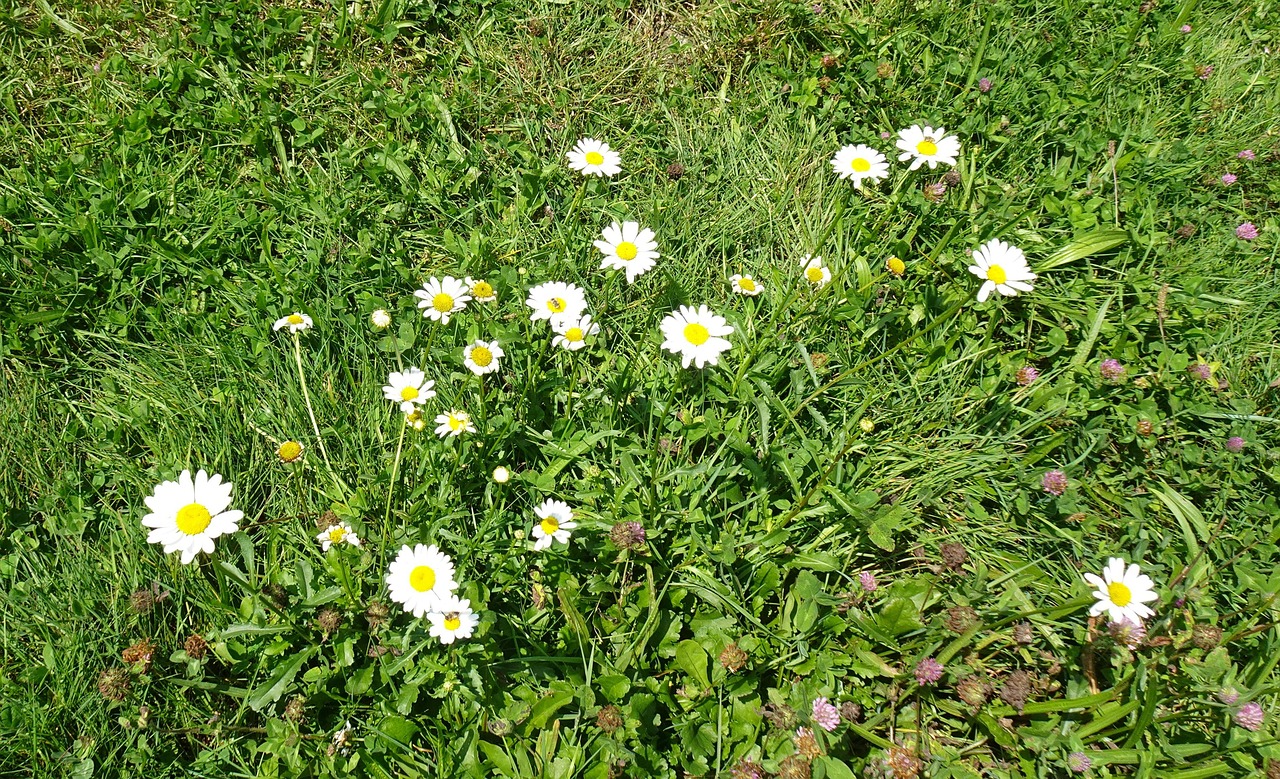 Margarida Comum Flor Branco - Foto gratuita no Pixabay - Pixabay