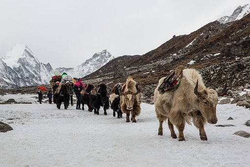 1+ Free Thukla Pass & Yaks Photos - Pixabay