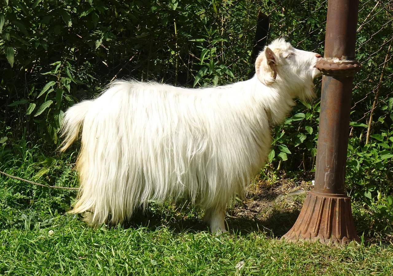 Kambing Pasmina Kasmir - Foto gratis di Pixabay