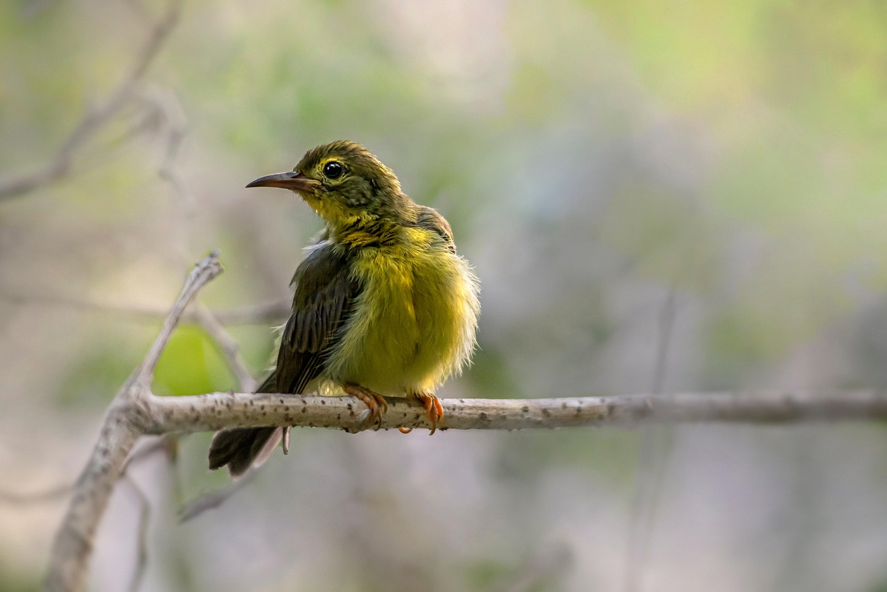 Bird Ornithology Wildlife - Free photo on Pixabay - Pixabay