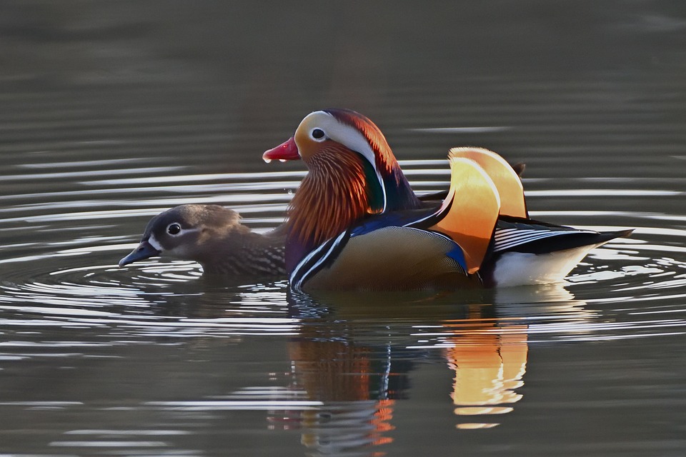 Mandarin Ducks Water Bird Lake - Free photo on Pixabay