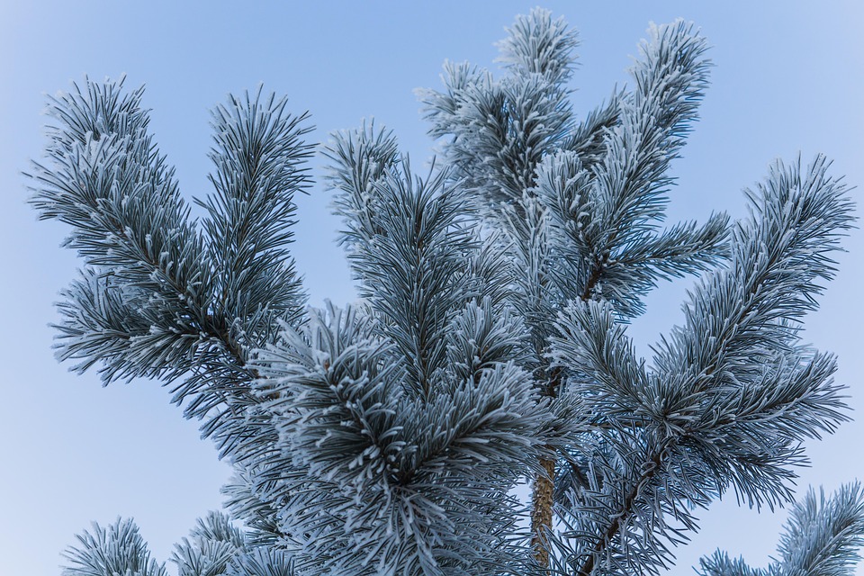Morning Frost Sky - Free photo on Pixabay - Pixabay