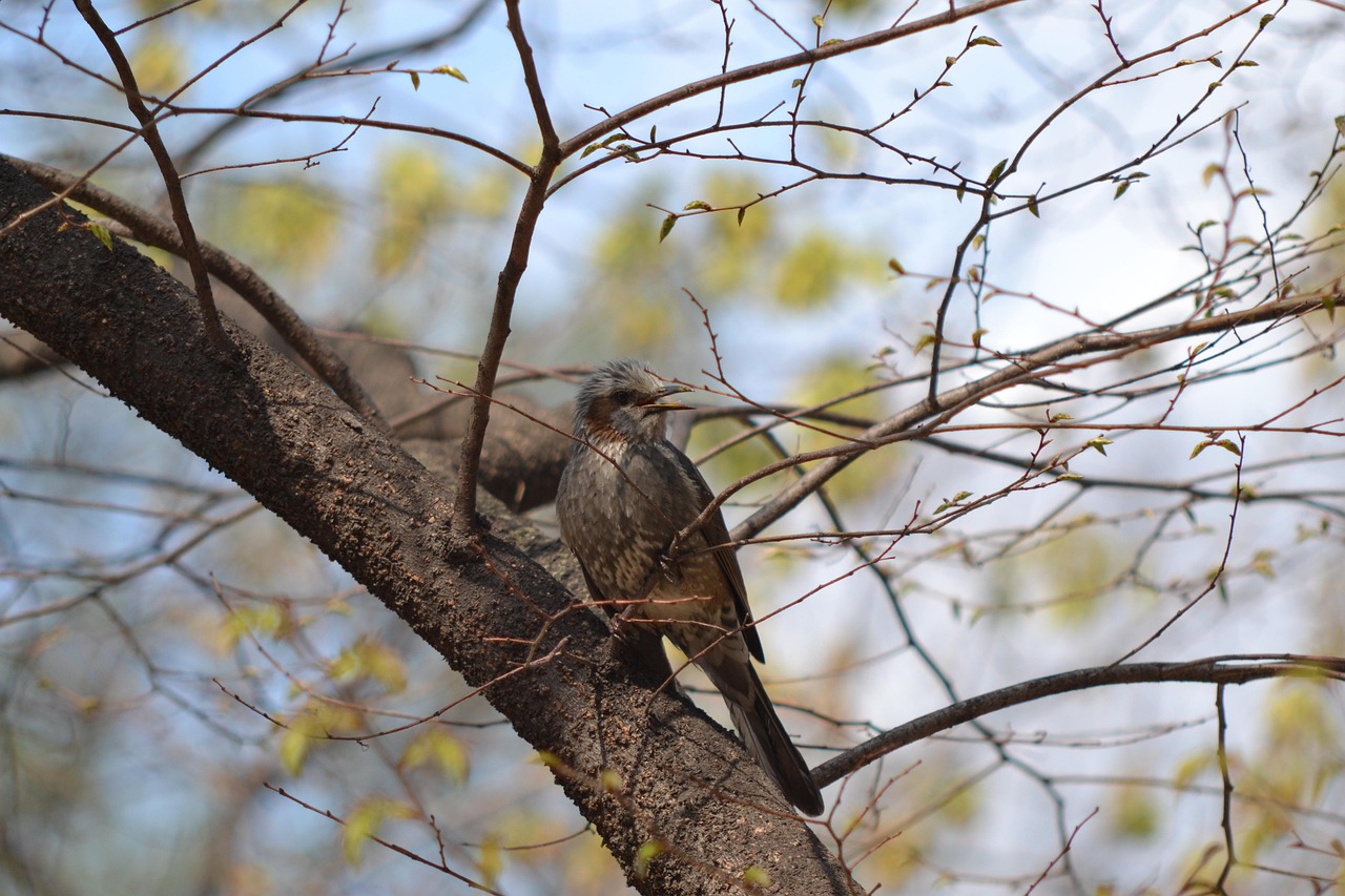 100+ Free Degu & Daegu Images - Pixabay
