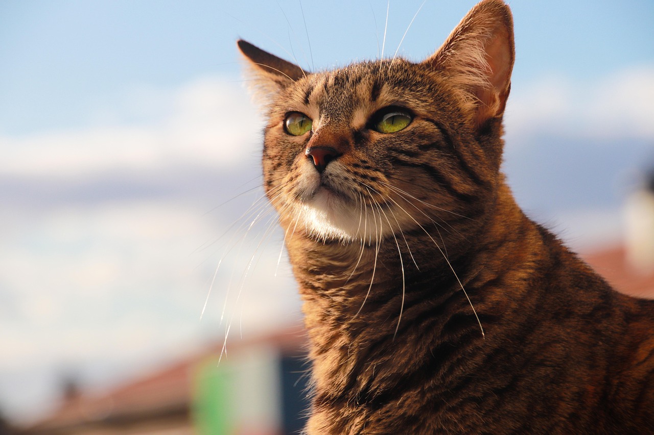 Animal Cat Pet - Free photo on Pixabay