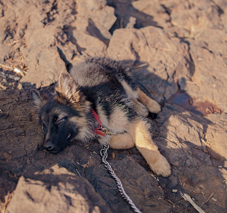 Dog German Shepard Sleeping Puppy - Free photo on Pixabay - Pixabay