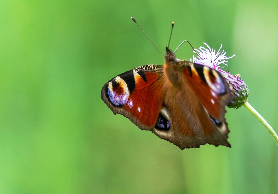 Insect Butterfly Entomology - Free photo on Pixabay