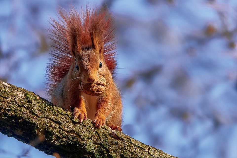 Animal Squirrel Mammal - Free photo on Pixabay