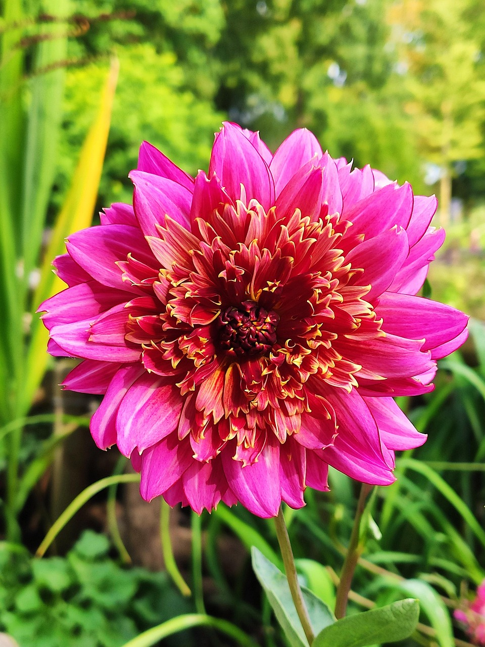 Fleur Nature Flore - Photo gratuite sur Pixabay - Pixabay