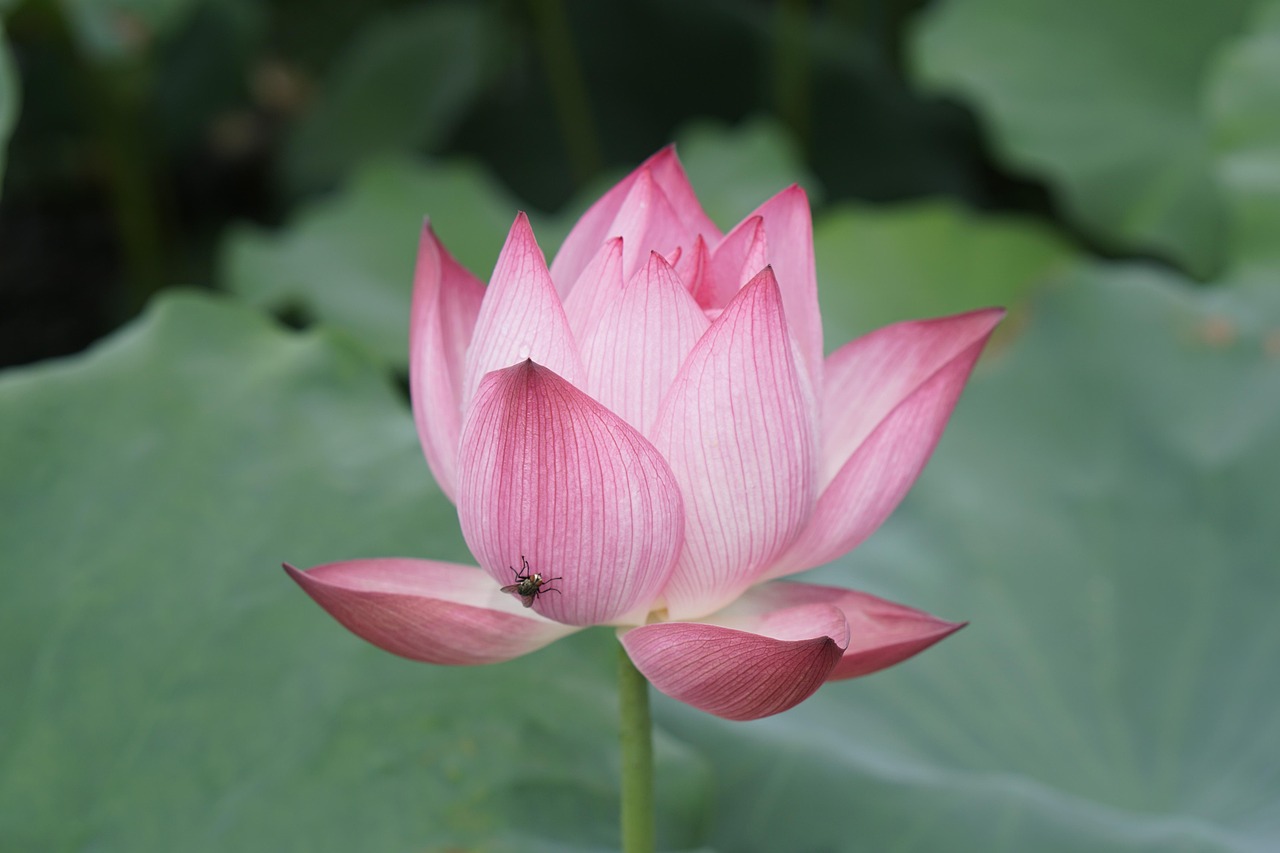 Lotus Flower Pink - Free photo on Pixabay