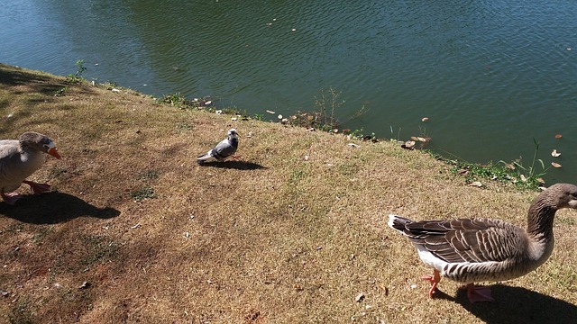 Patos Lago - Foto gratuita no Pixabay - Pixabay