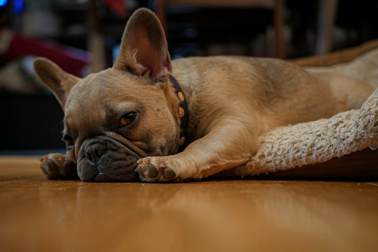 Bouledogue Français Chien Animal - Photo gratuite sur Pixabay - Pixabay