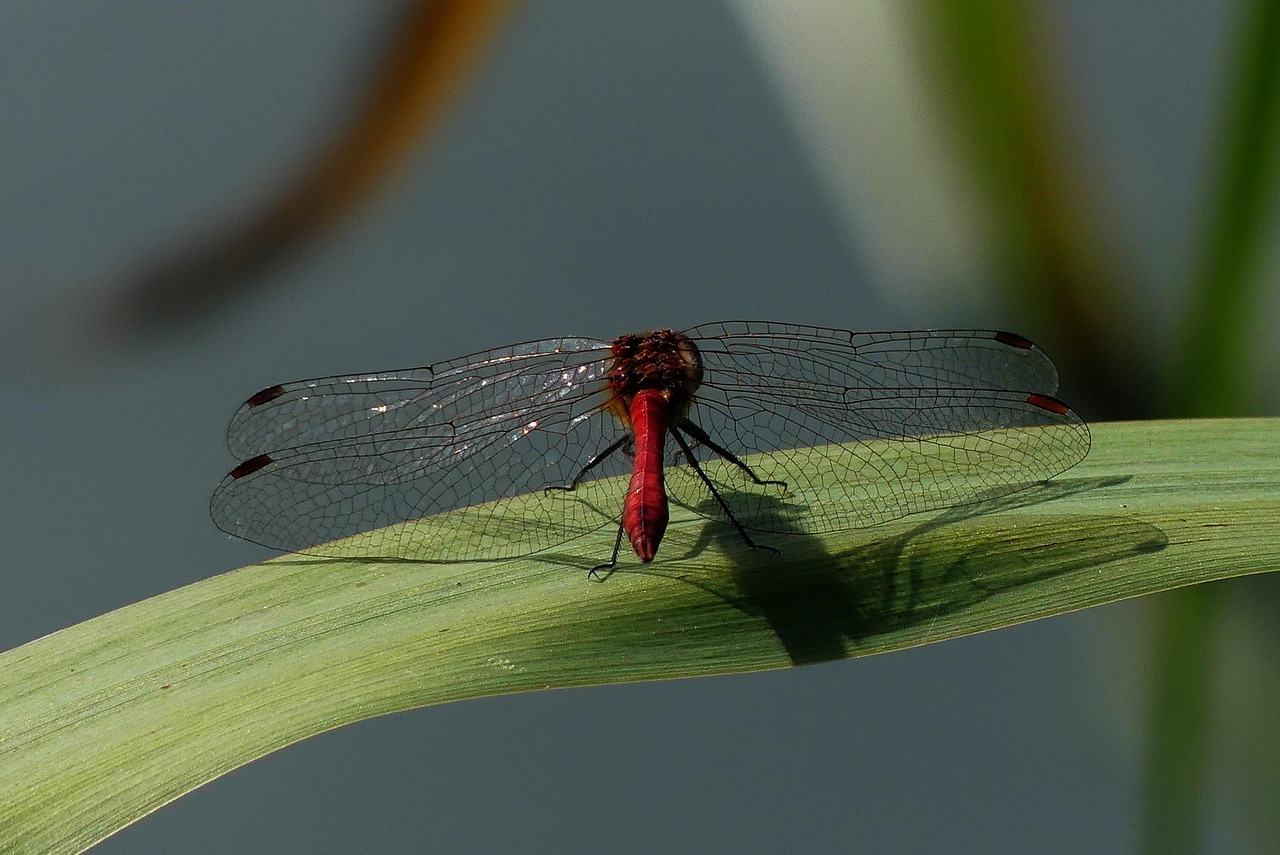 Dragonfly Insect Nature - Free photo on Pixabay - Pixabay