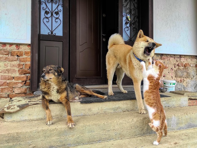 Cat Vs Dog Cats - Free photo on Pixabay - Pixabay