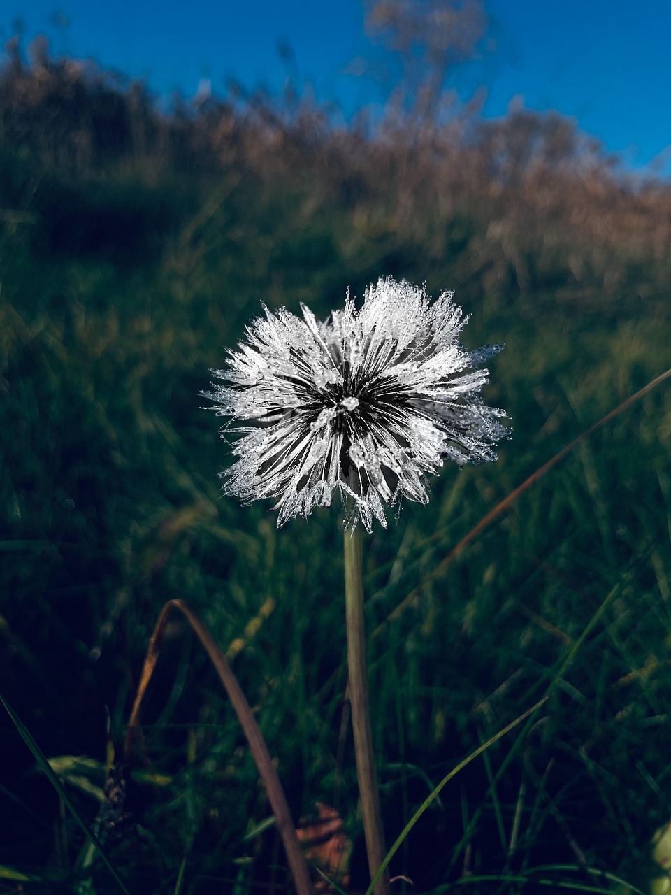 Summer Holiday Dandelion Sonchus - Free photo on Pixabay - Pixabay