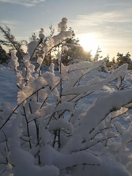 Winter Landschaft Wald - Kostenloses Foto auf Pixabay - Pixabay