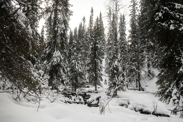 Spruce Forest Scenery - Free photo on Pixabay - Pixabay