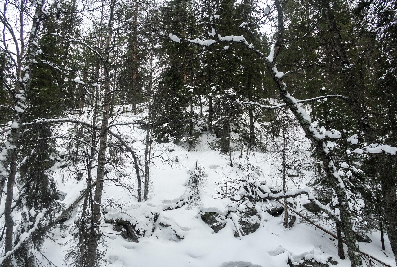Spruce Forest Scenery - Free photo on Pixabay - Pixabay