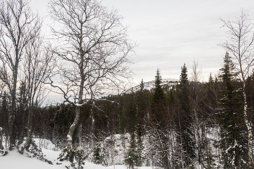 Spruce Forest Scenery - Free photo on Pixabay - Pixabay