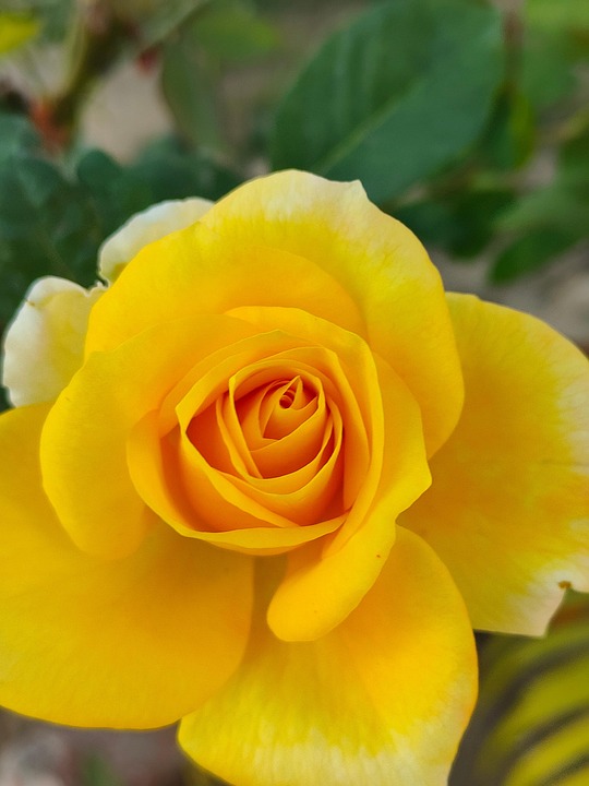 Rose Gelbe Blatter