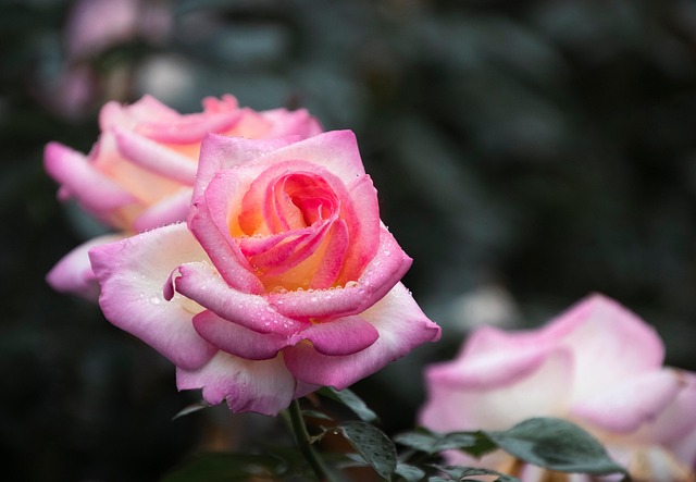 Rose Pink Flower - Free photo on Pixabay
