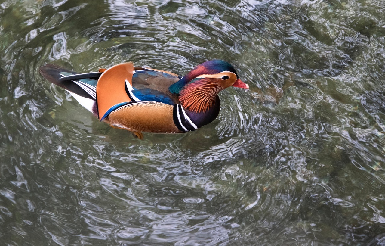 Koi Pond Mandarin Duck Bird - Free photo on Pixabay - Pixabay