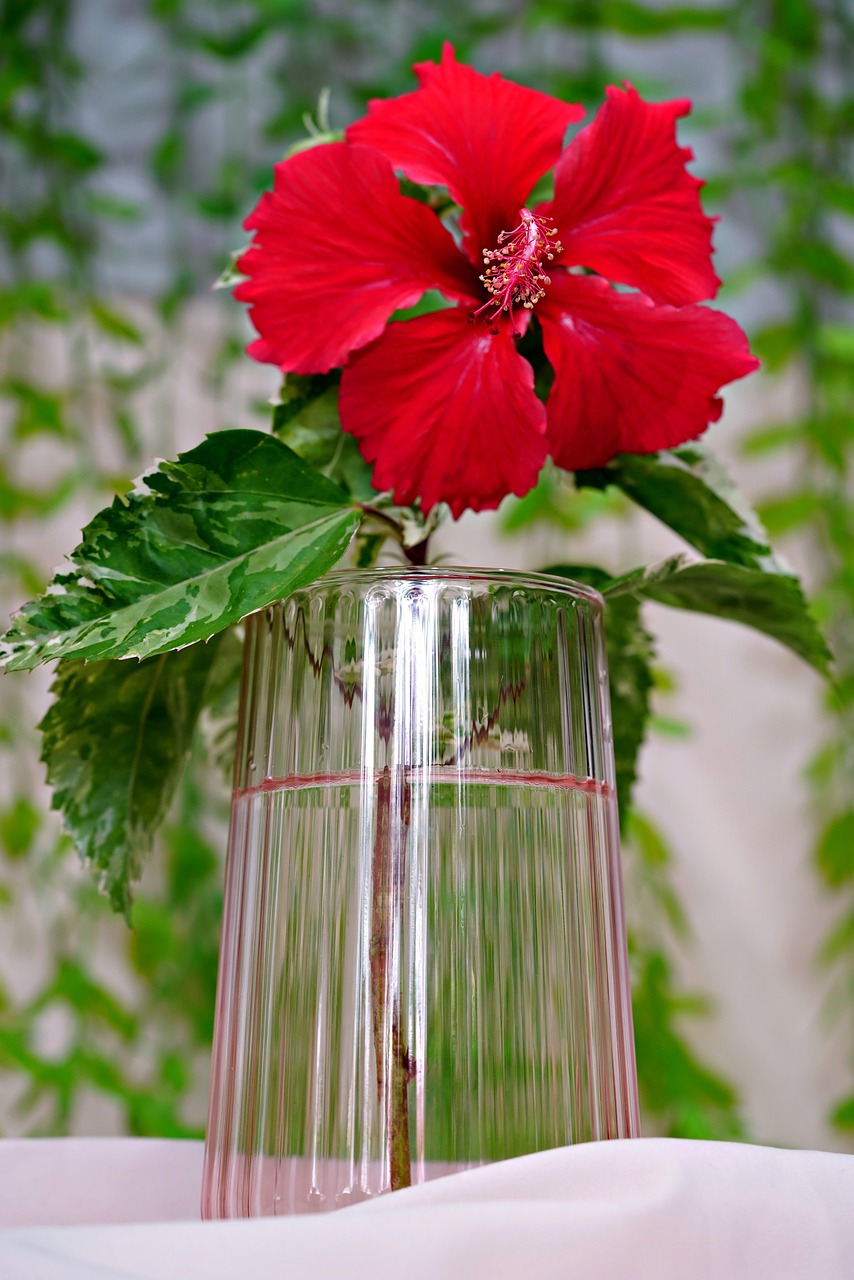 Flor Hibisco Flora - Foto gratis en Pixabay - Pixabay