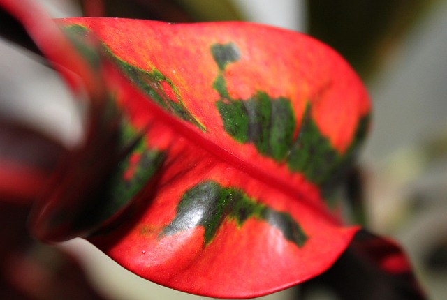 Croton Red - Free photo on Pixabay - Pixabay