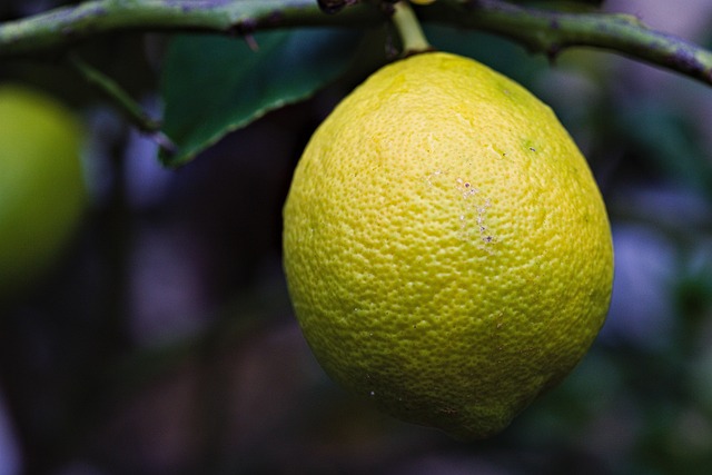 Limão Fruta Árvore - Foto gratuita no Pixabay - Pixabay