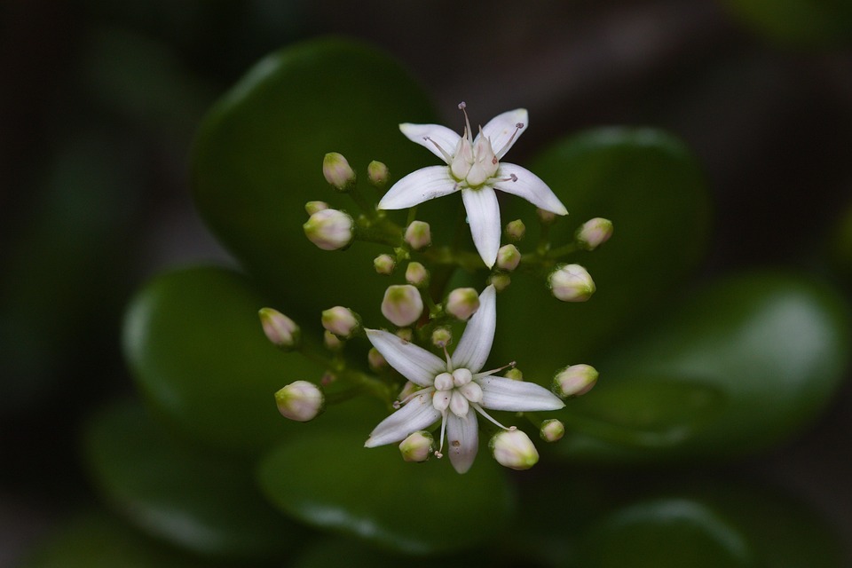 Planta De Jade Flores - Foto gratuita no Pixabay