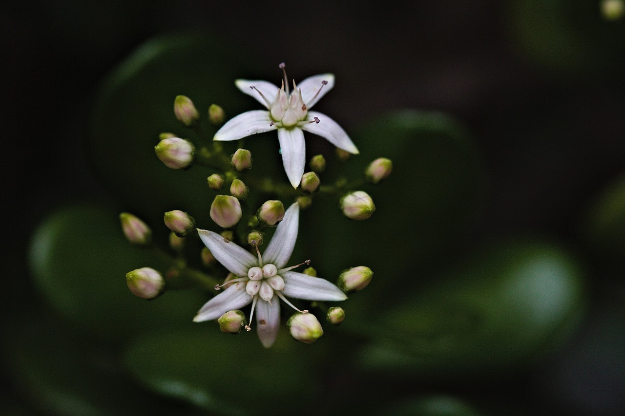 300+ kostenlose Kruununprinssi Margarete & Natur Fotos - Pixabay