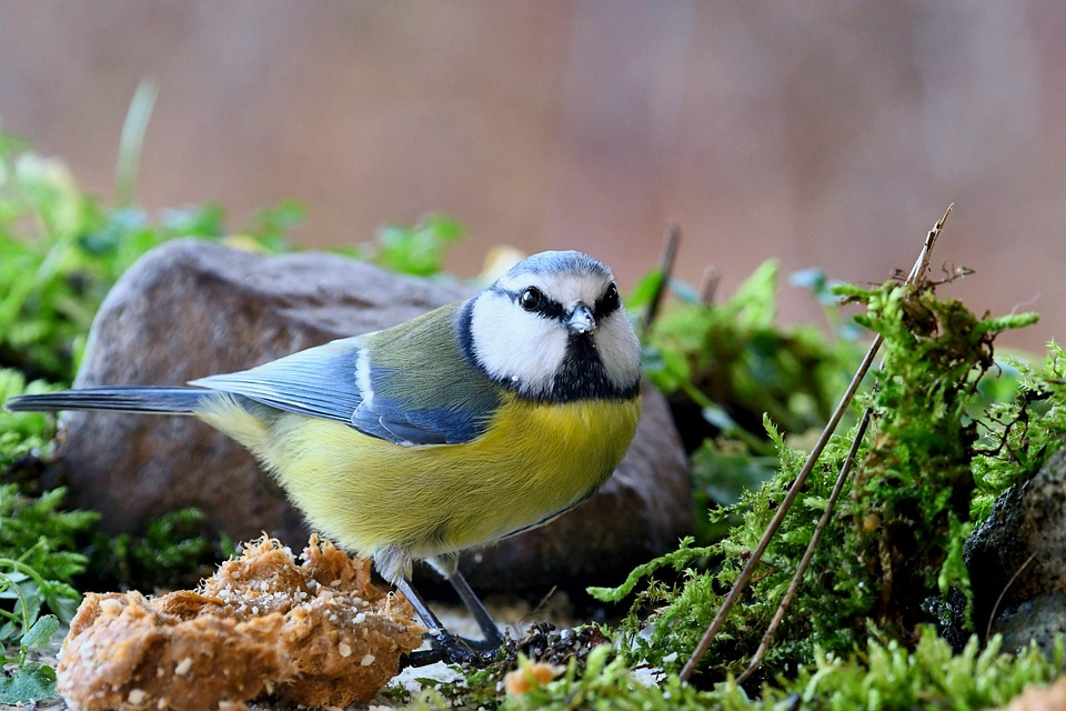 Blue Tit Bird Ornithology - Free photo on Pixabay