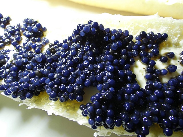 Caviar Butter Food - Free photo on Pixabay - Pixabay