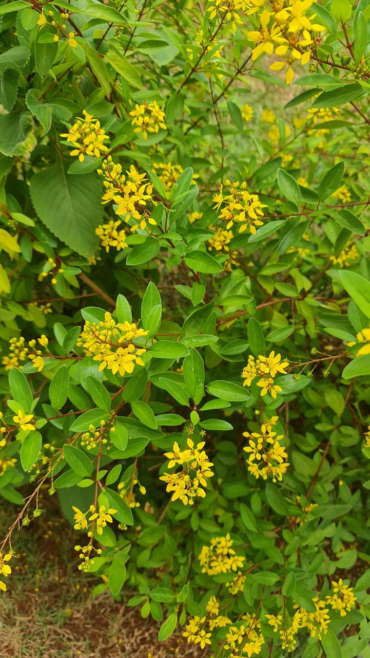 Resedá Amarelo Flor Amarela Yellow - Foto gratuita no Pixabay - Pixabay