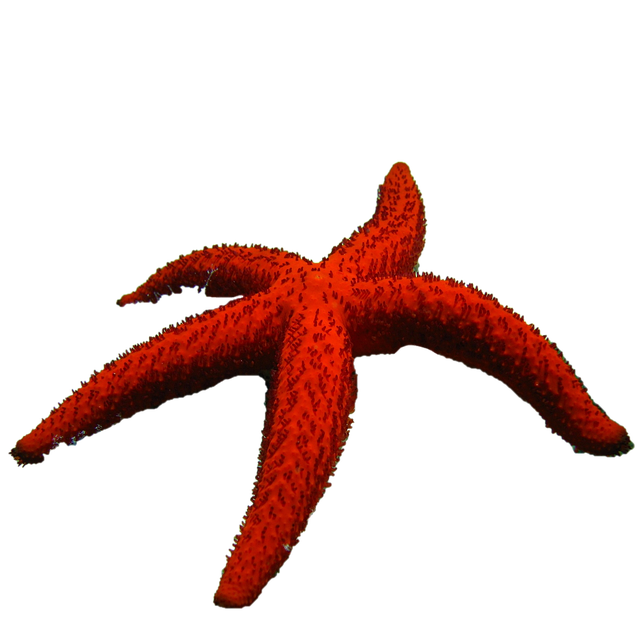 Download Starfish Ocean Star Royalty-Free Stock Illustration Image ...