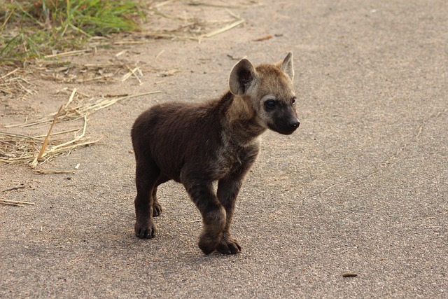 Iena Africa Cucciolo Animali - Foto gratis su Pixabay