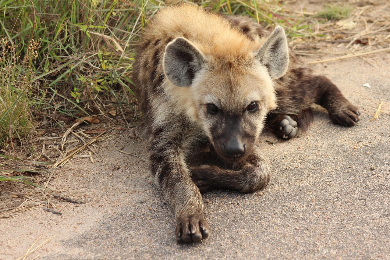 Safari Hyena Margasatwa - Foto gratis di Pixabay - Pixabay