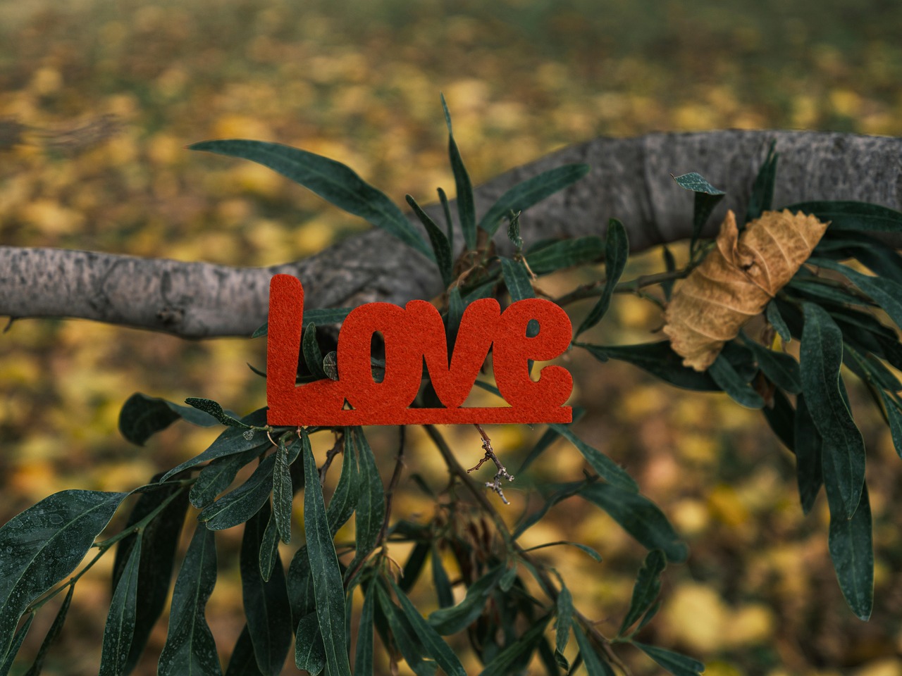 Love Heart Dear - Free photo on Pixabay - Pixabay