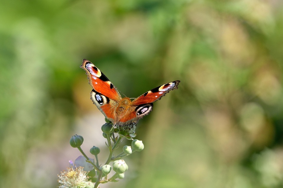 Peacock Butterfly Insect Free Photo On Pixabay Pixabay