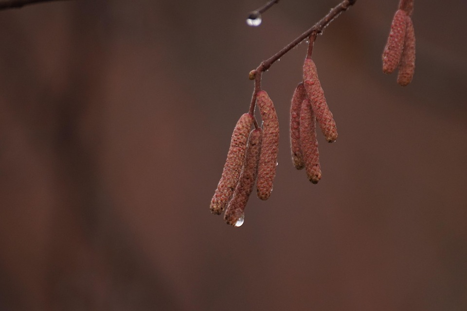 Smooth Alder Hazel Nature - Free photo on Pixabay