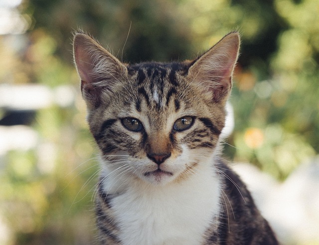Animal Cat Feline - Free photo on Pixabay - Pixabay