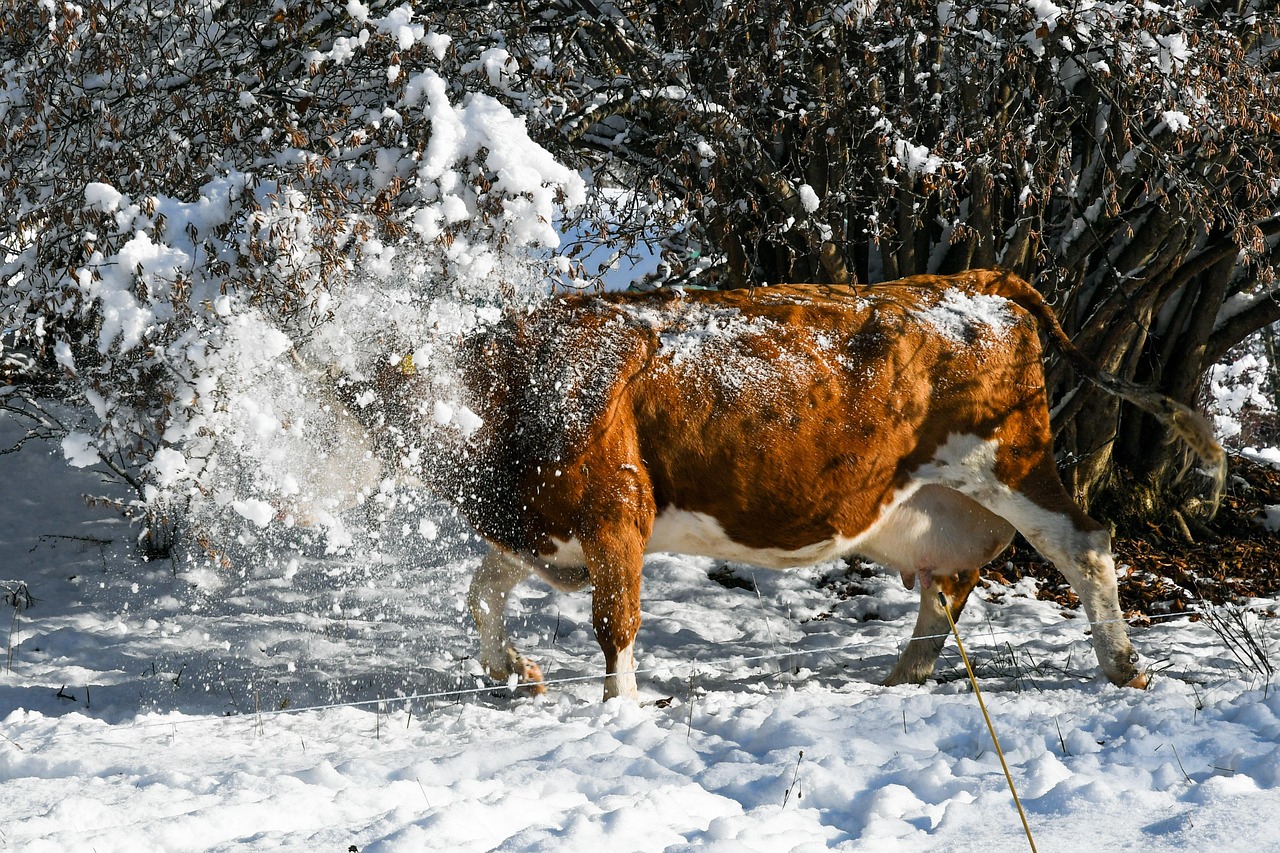 Vache Bovins Simmental Hiver - Photo gratuite sur Pixabay - Pixabay