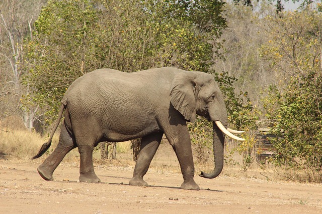Elefante Andando Animal - Foto gratuita no Pixabay - Pixabay