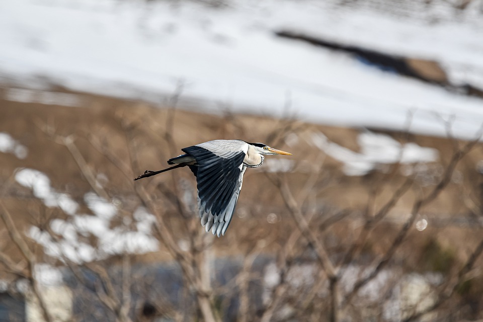 Graureiher Vogel Fliegend - Kostenloses Foto auf Pixabay