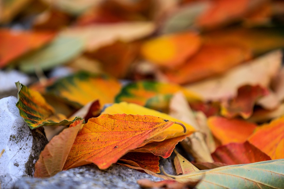 Leaves Autumn Colours - Free photo on Pixabay