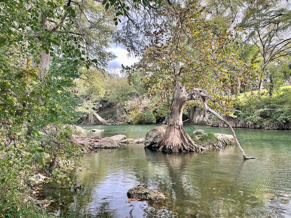 Tree River Forest - Free photo on Pixabay - Pixabay