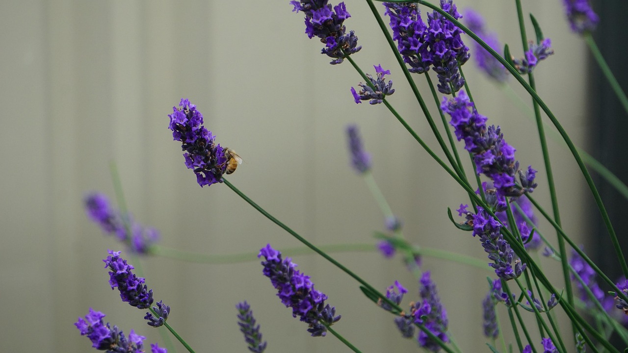 Lavender Penyerbukan Bunga-Bunga - Foto gratis di Pixabay - Pixabay