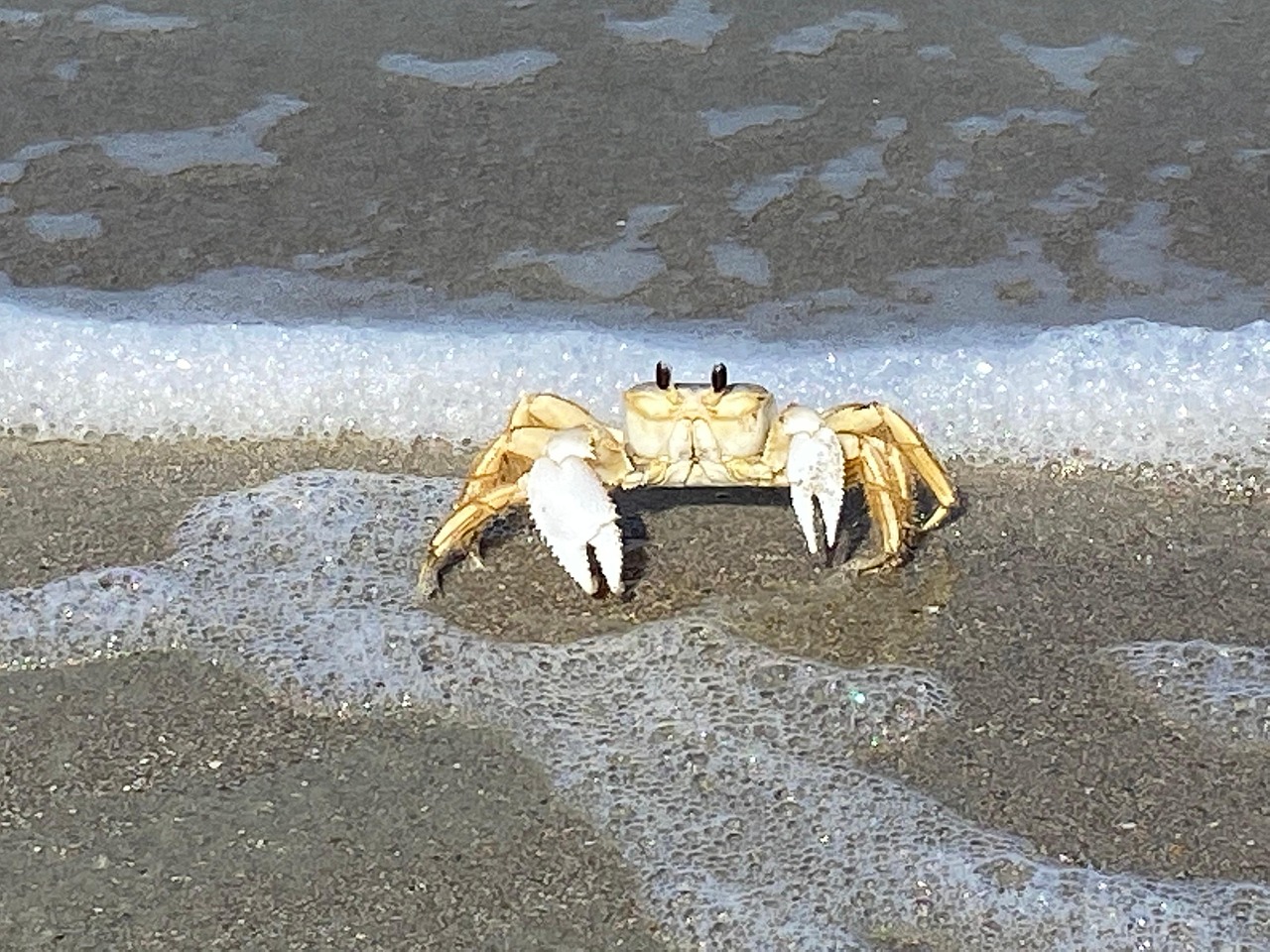 Crabe Mer Océan - Photo gratuite sur Pixabay - Pixabay