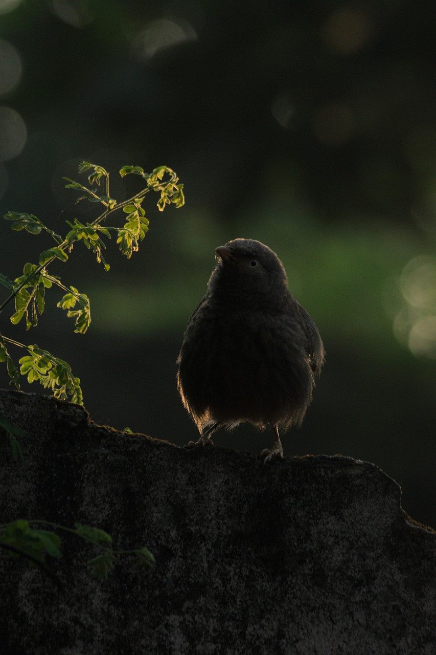 Jungle Babbler Birdsindia - Free photo on Pixabay
