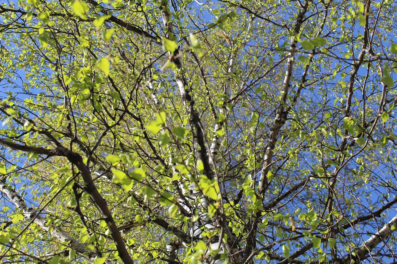Le Printemps La Nature Bouleau - Photo gratuite sur Pixabay - Pixabay